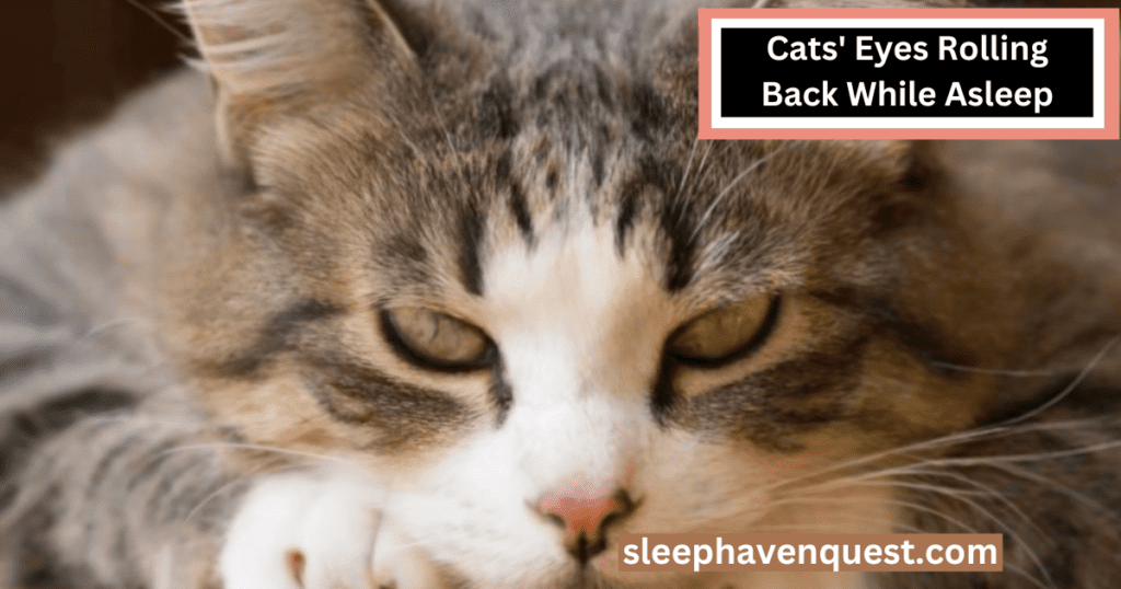 Cats' Eyes Rolling Back While Asleep: Decode The Mystery! - Sleephavenquest
